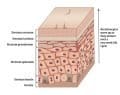 Skin Barrier Repair: Best Dermatologist Tips on How to Keep Your Skin ...